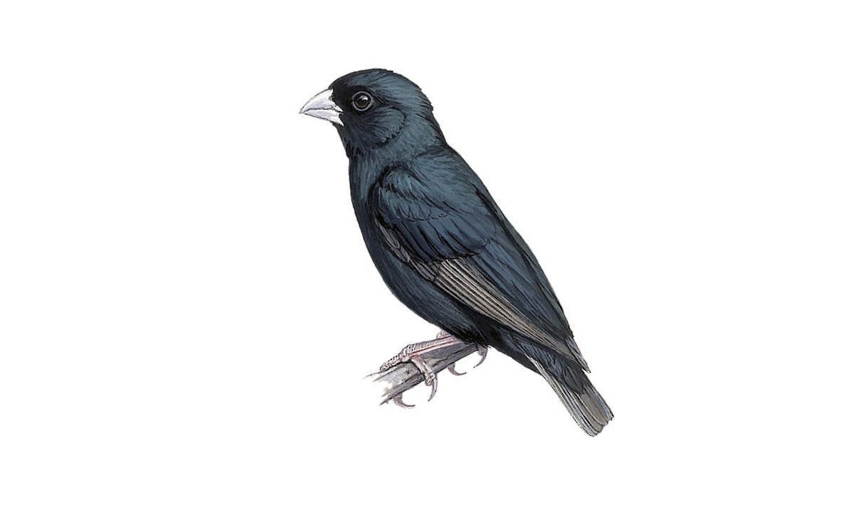 Quailfinch Indigobird - Vidua nigeriae - Birds of the World