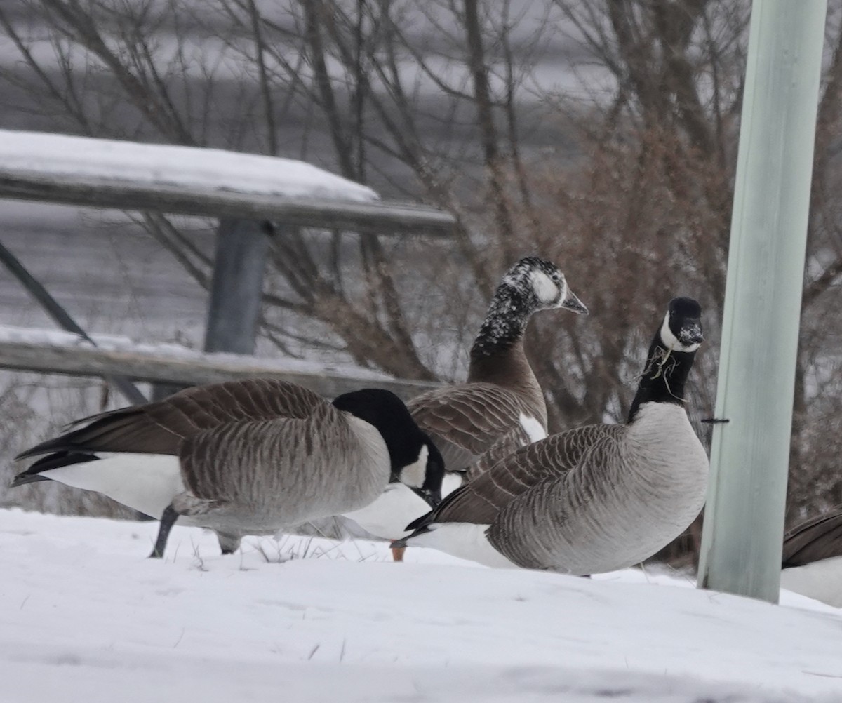 Pennsylvania Bird Atlas Checklist - 22 Jan 2024 - Nockamixon SP--Tohickon Boat Launch - 11 ...