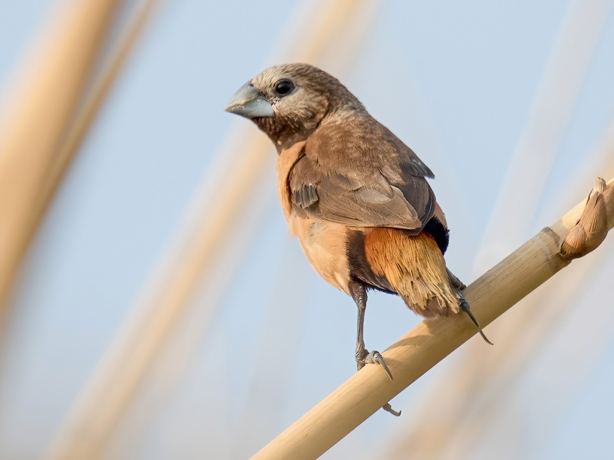 Gray-crowned Munia - Lonchura nevermanni - Birds of the World