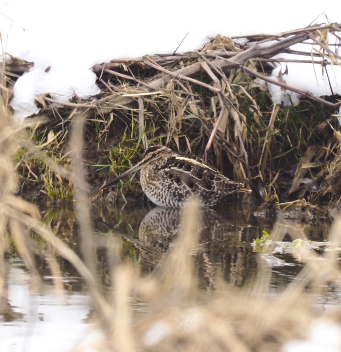 Pennsylvania Bird Atlas Checklist - 22 Jan 2024 - Musser School Rd. - 6 species