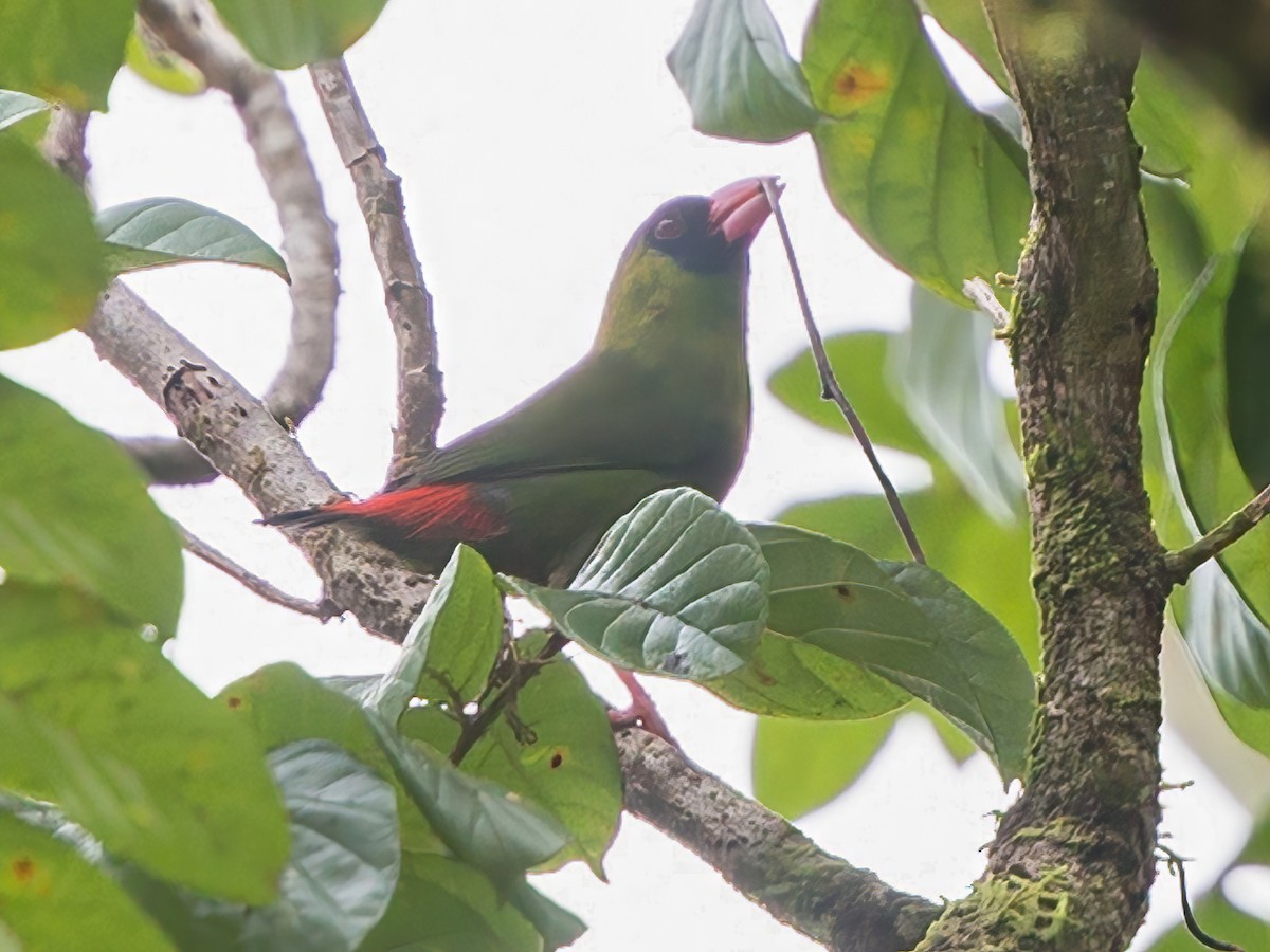 Pink-billed Parrotfinch - Erythrura kleinschmidti - Birds of the World