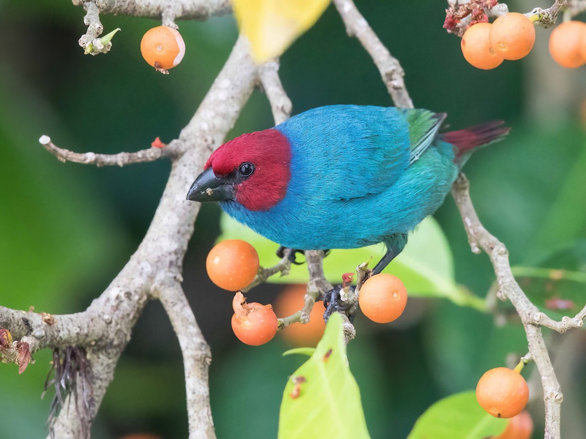 Royal Parrotfinch - Erythrura cyaneovirens - Birds of the World