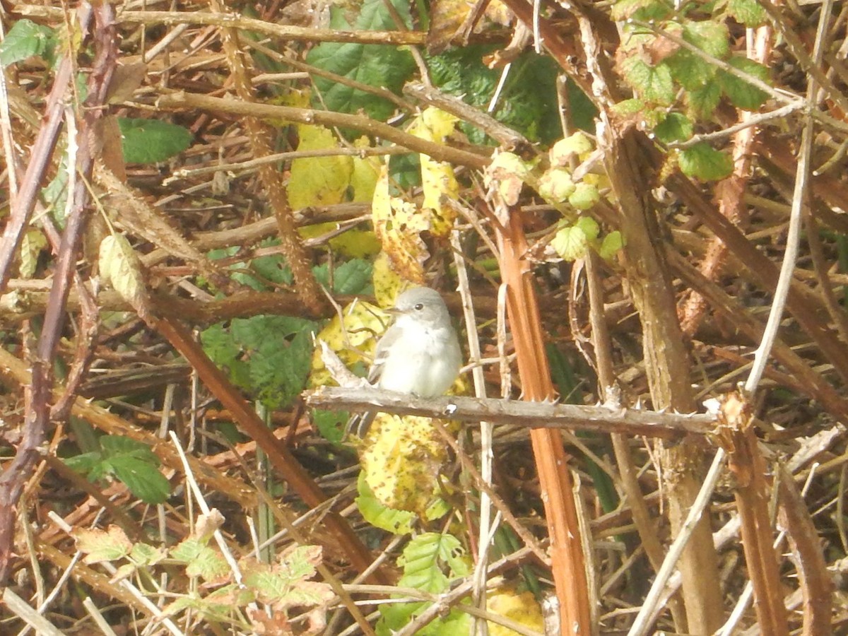 eBird Checklist - 22 Jan 2024 - Arcata Bottoms--Mad River Rd. dairy ...