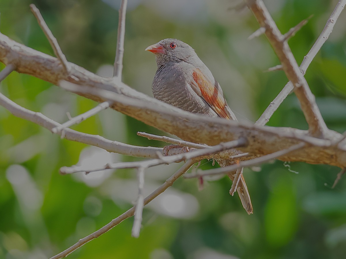 Red-billed Pytilia - Pytilia lineata - Birds of the World