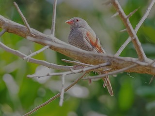 Red-billed Pytilia - Pytilia lineata - Birds of the World