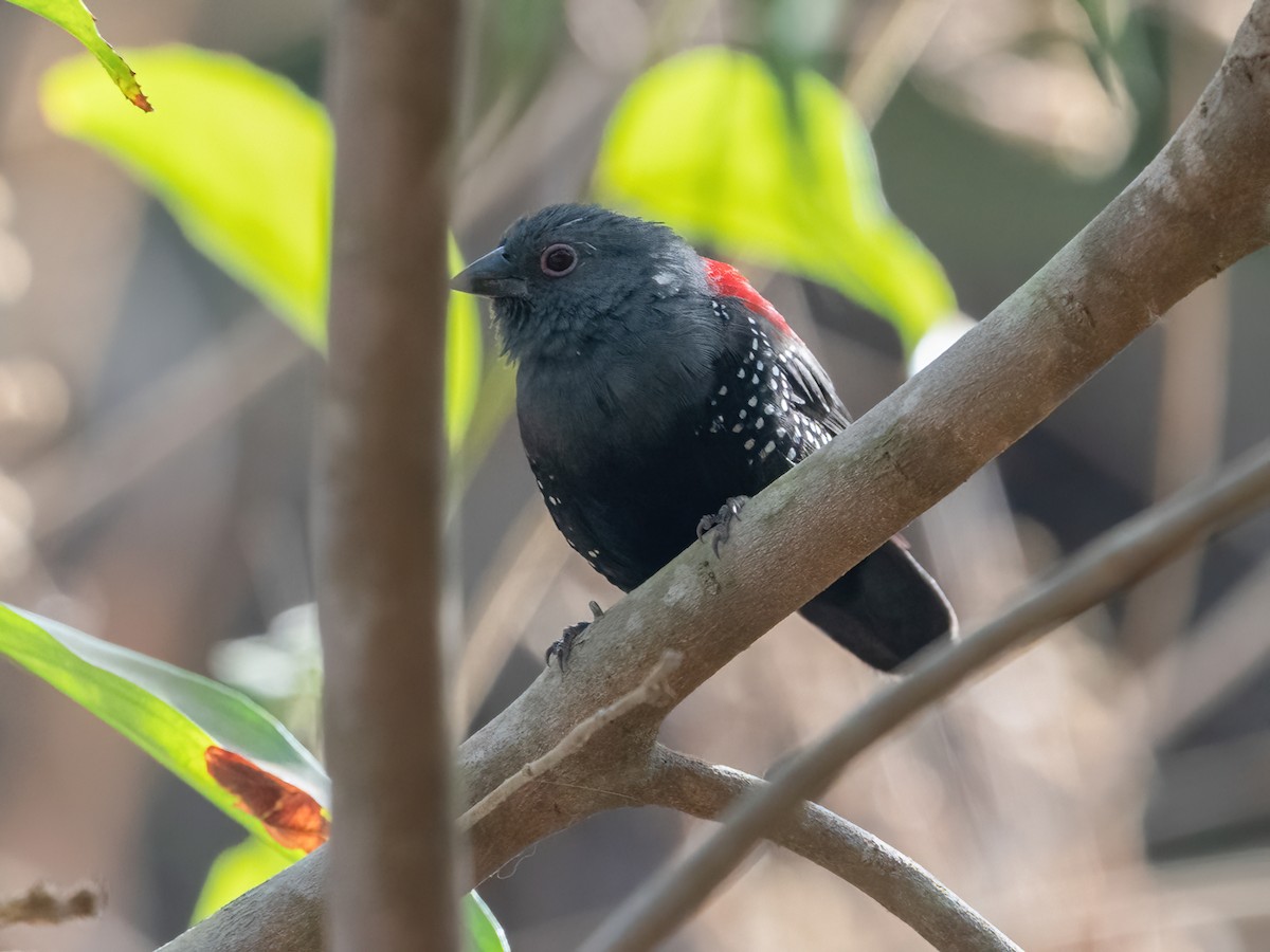 Dybowski's Twinspot - Euschistospiza dybowskii - Birds of the World