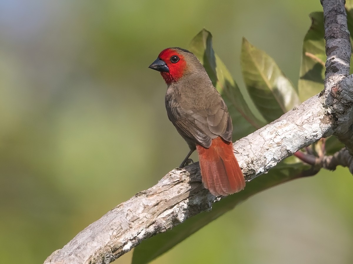 Lesser Seedcracker - Pyrenestes minor - Birds of the World