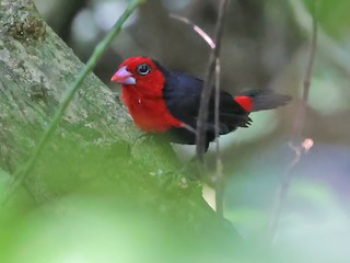 Grant's Bluebill - Spermophaga poliogenys - Birds of the World
