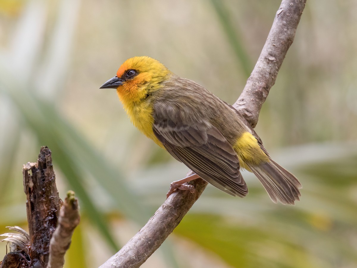 Rodrigues Fody - Foudia flavicans - Birds of the World