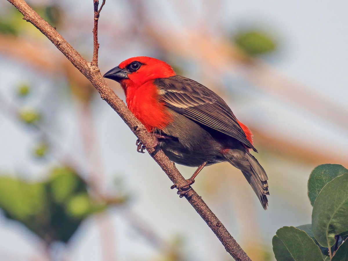 Red-headed Fody - Foudia eminentissima - Birds of the World