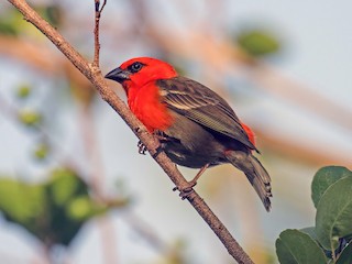 Red-headed Fody - Foudia eminentissima - Birds of the World