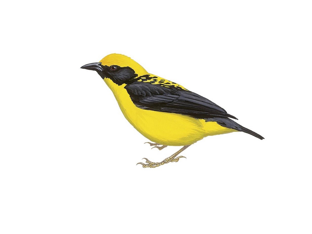 Yellow-capped Weaver - Ploceus dorsomaculatus - Birds of the World
