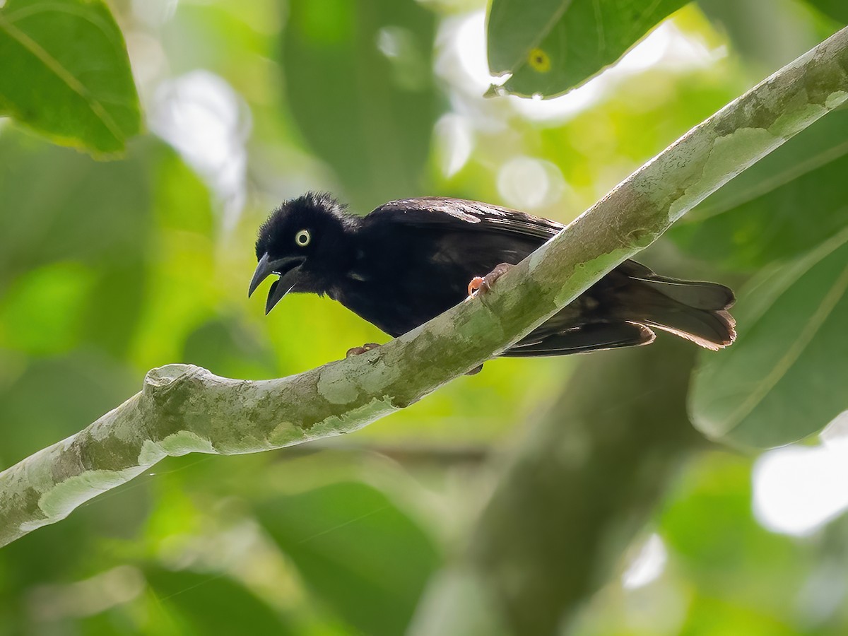 Maxwell's Black Weaver - Ploceus albinucha - Birds of the World