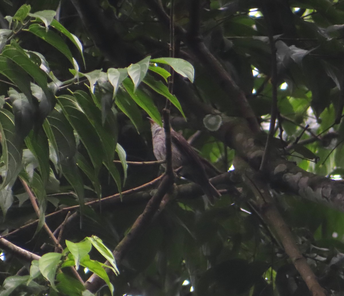 eBird Checklist - 12 Jan 2024 - Itombwe NR--Mwana camp to Kulundu ...