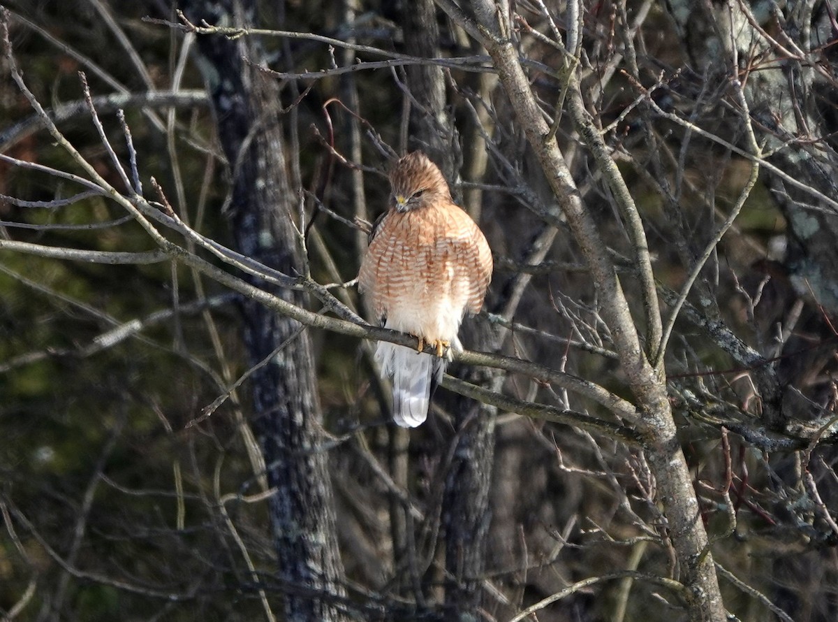 Pennsylvania Bird Atlas Checklist - 22 Jan 2024 - Weiler Rd - south (woosds) - 7 species