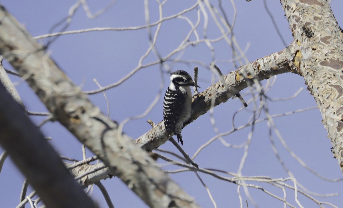 eBird Checklist - 16 Jan 2024 - Roadrunner Mobile Home Park (restricted ...