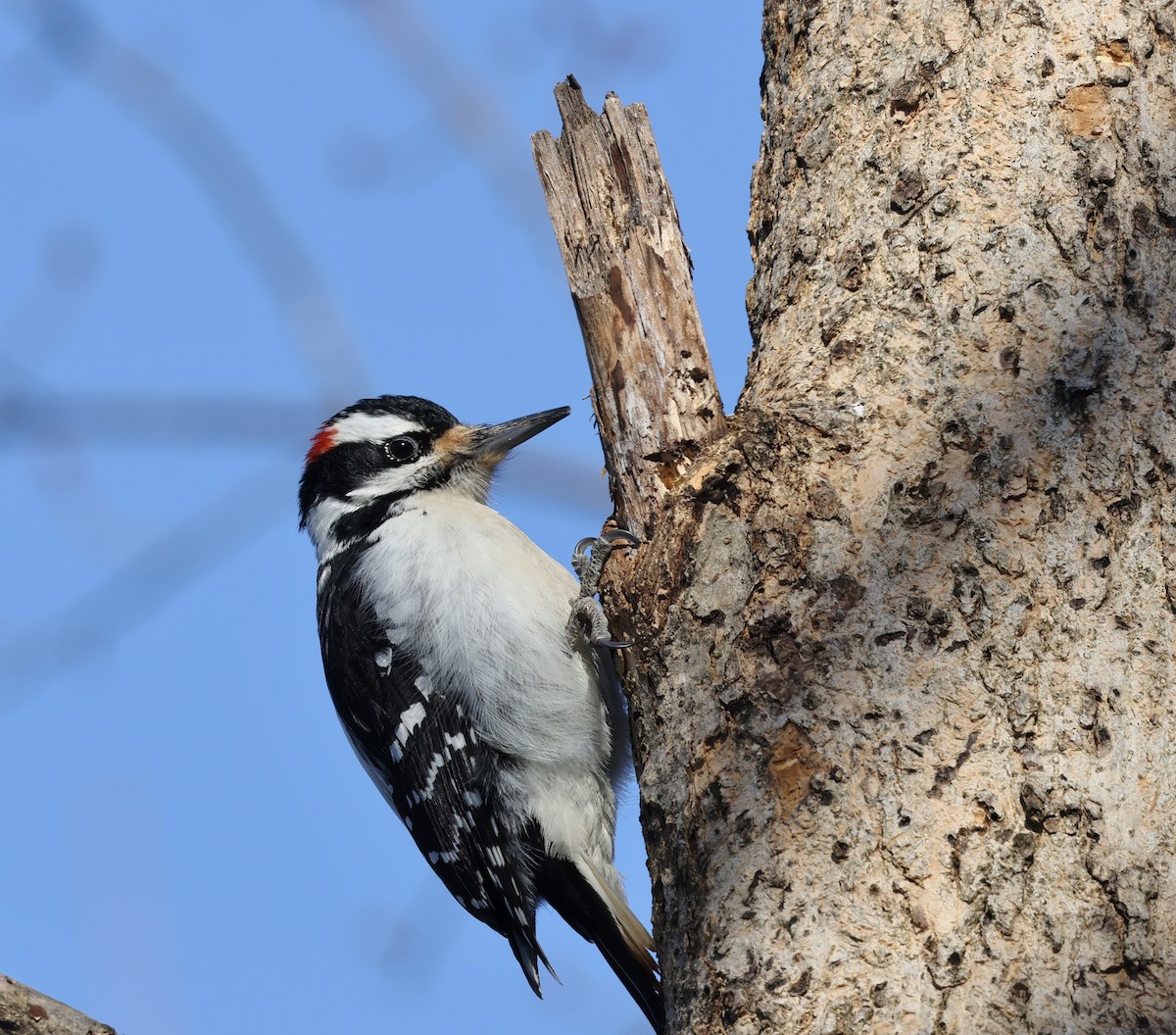 eBird Québec Checklist - 23 Jan 2024 - Parc du Mt-Arthabaska - 7 species