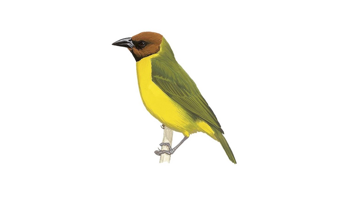 Bates's Weaver - Ploceus batesi - Birds of the World