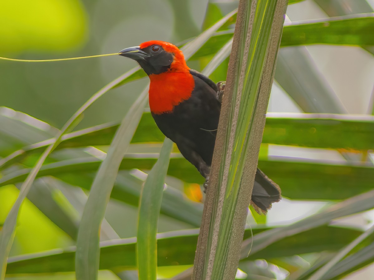 Black-throated Malimbe - Malimbus cassini - Birds of the World
