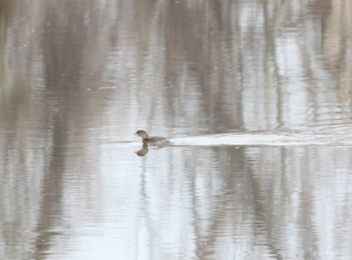 Pennsylvania Bird Atlas Checklist - 23 Jan 2024 - John Heinz NWR--wetlands (Delaware Co.) - 58 ...