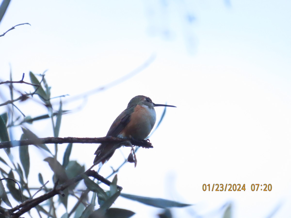 eBird Checklist - 23 Jan 2024 - Chrisanta Drive riparian (formerly La ...