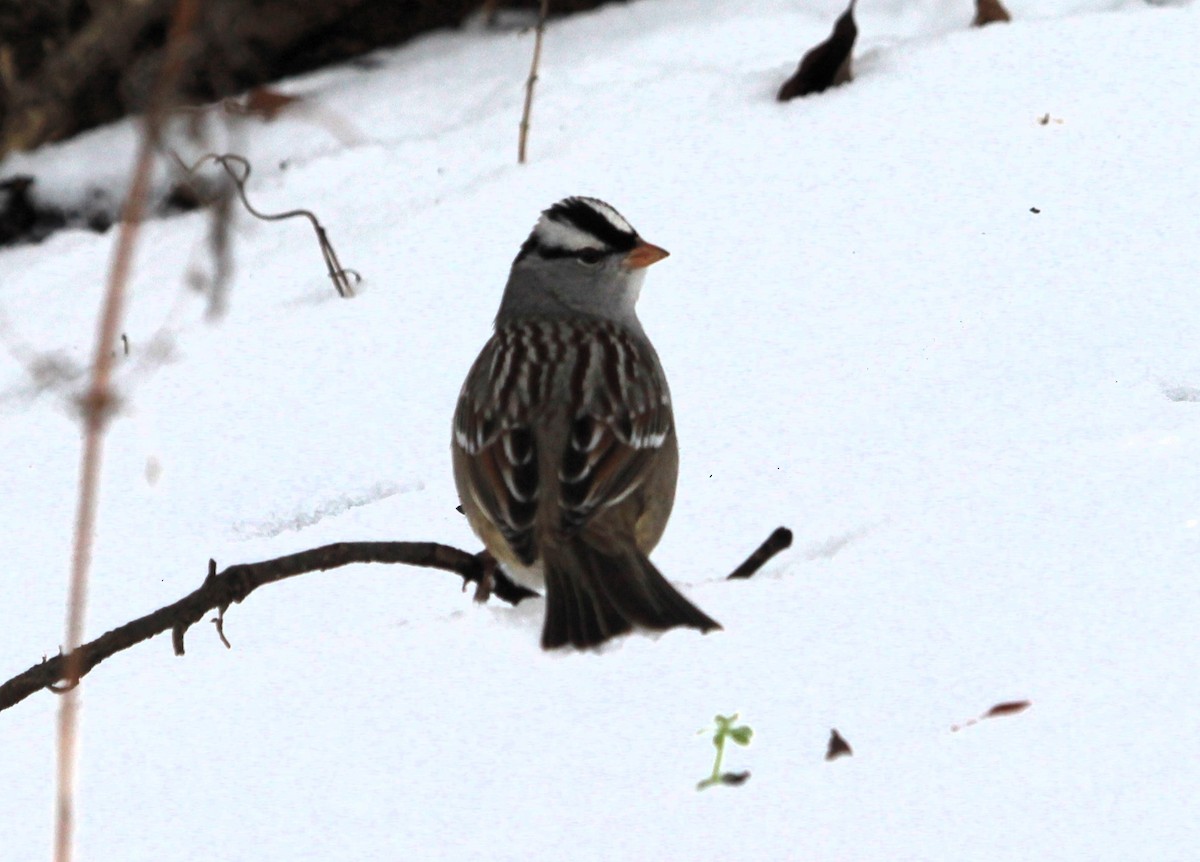 Pennsylvania Bird Atlas Checklist - 23 Jan 2024 - Elkhorn Rd. - 15 species