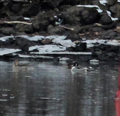 Pennsylvania Bird Atlas Checklist - 23 Jan 2024 - Bunola River Rd, Bunola US-PA 40.24336, -79. ...