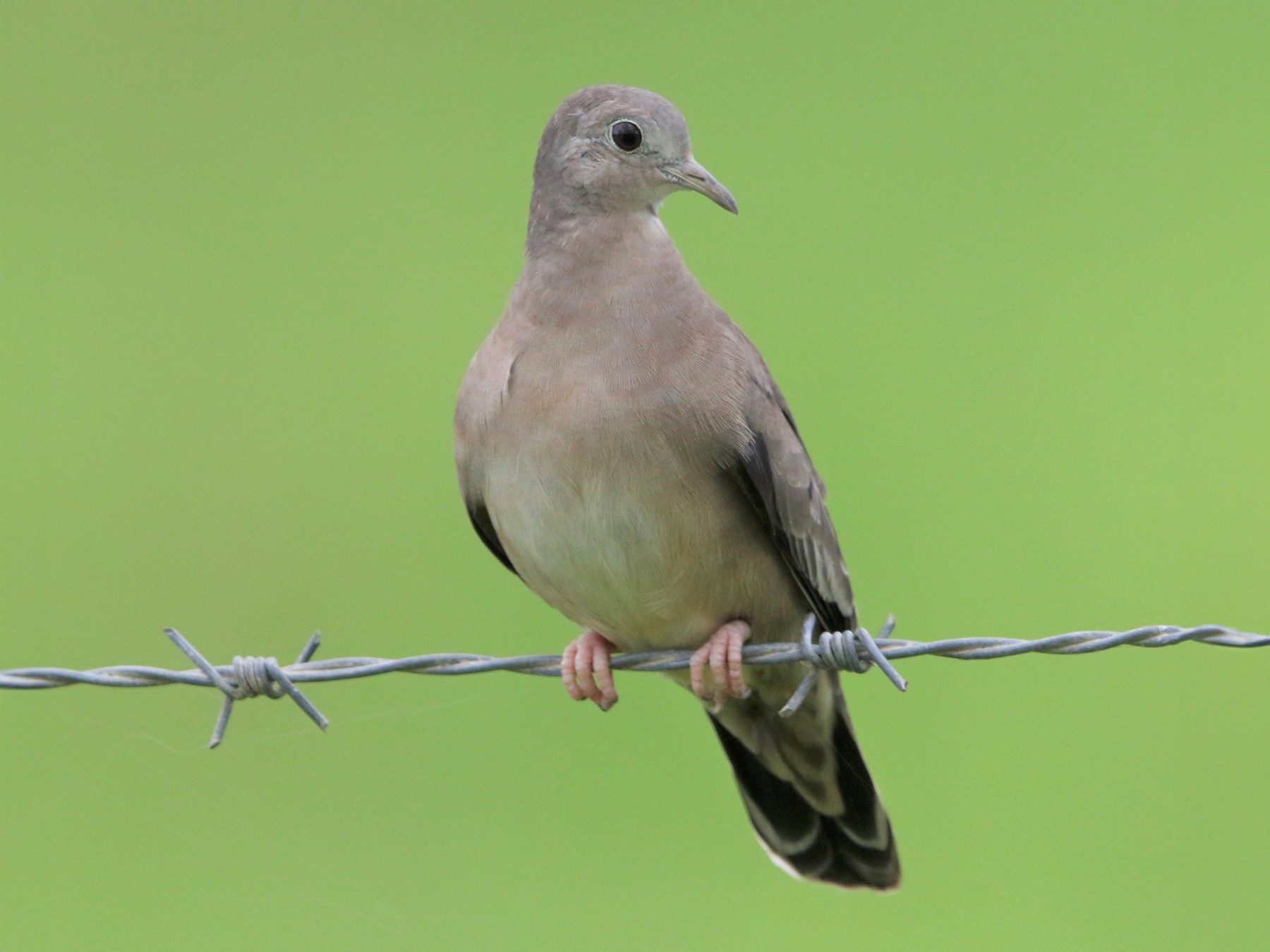 Colombe pygmée - eBird