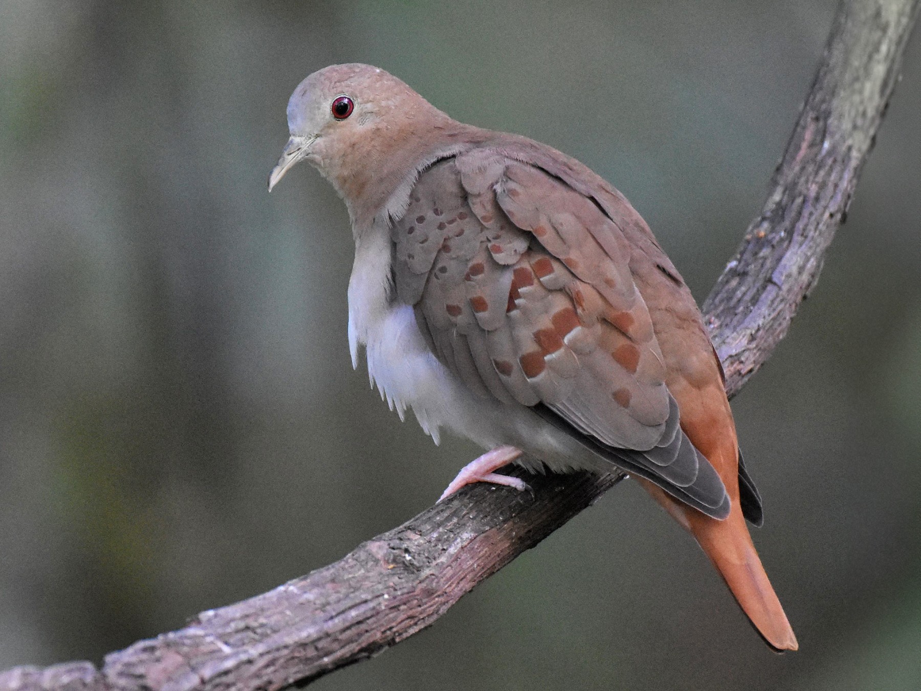 Blue Ground Dove - eBird