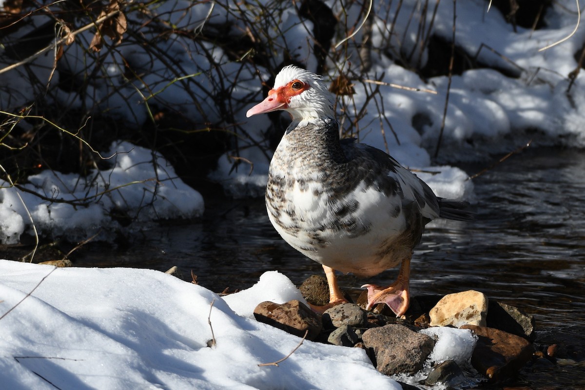 Pennsylvania Bird Atlas Checklist - 21 Jan 2024 - Warwick County Park - 27 species