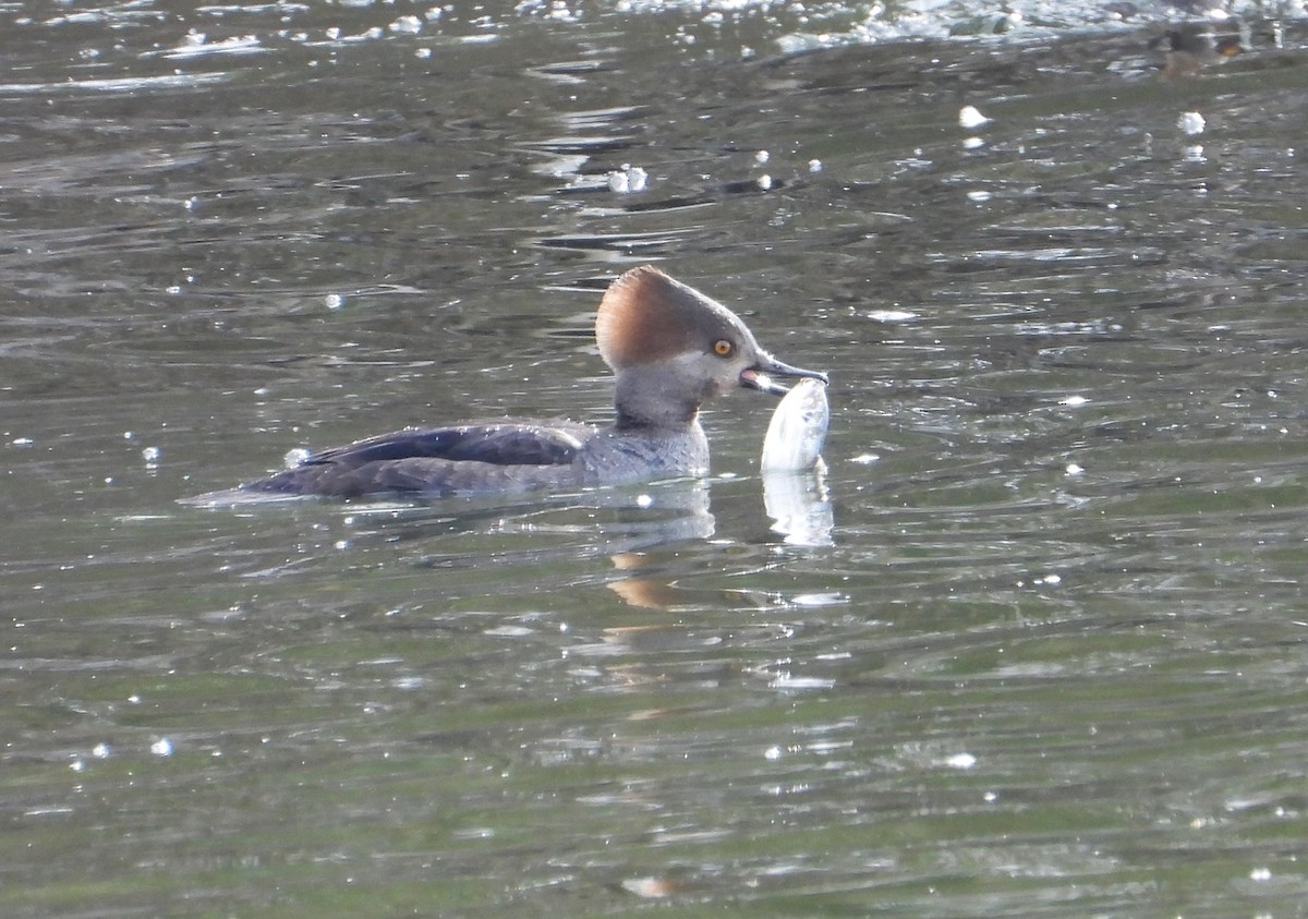eBird Checklist - 23 Jan 2024 - Occoquan Sewage Plant (UOSA) - 13 species