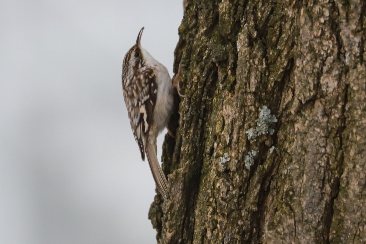 Pennsylvania Bird Atlas Checklist - 23 Jan 2024 - 399 Upper Georges Valley Rd, Spring Mills US ...