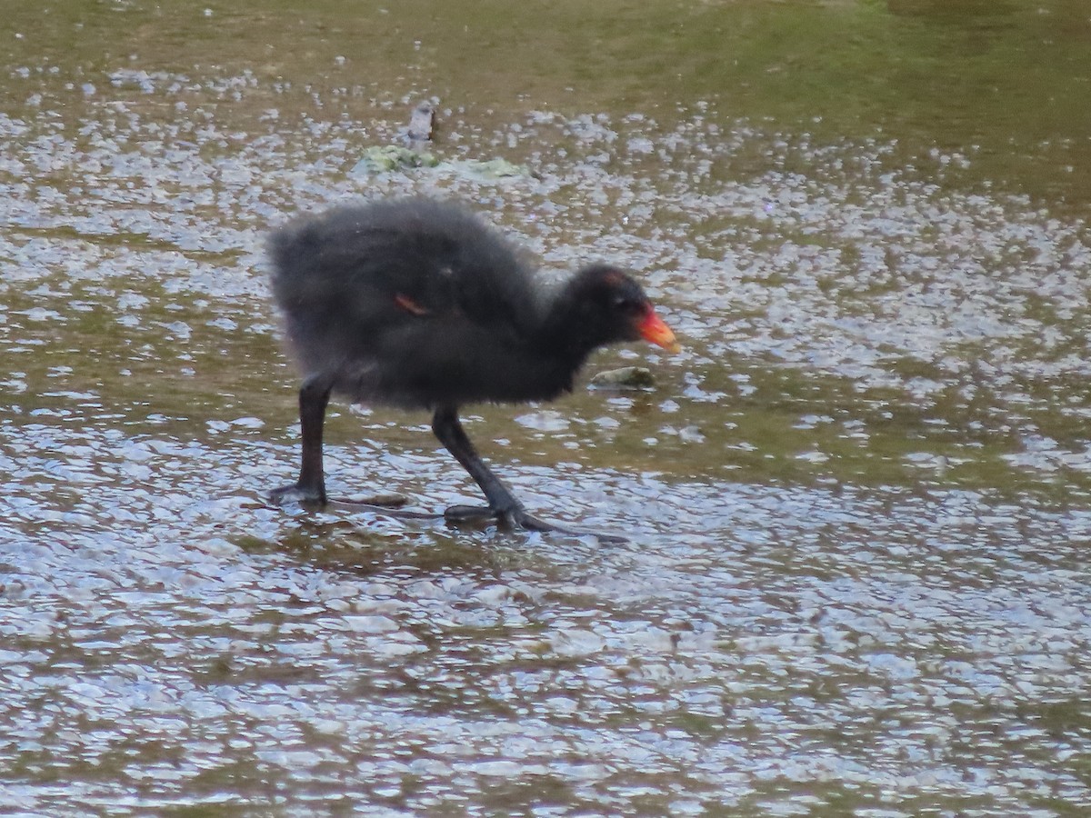 eBird Australia Checklist - 24 Jan 2024 - Edgeworth Pond (Coombs) - 30 ...
