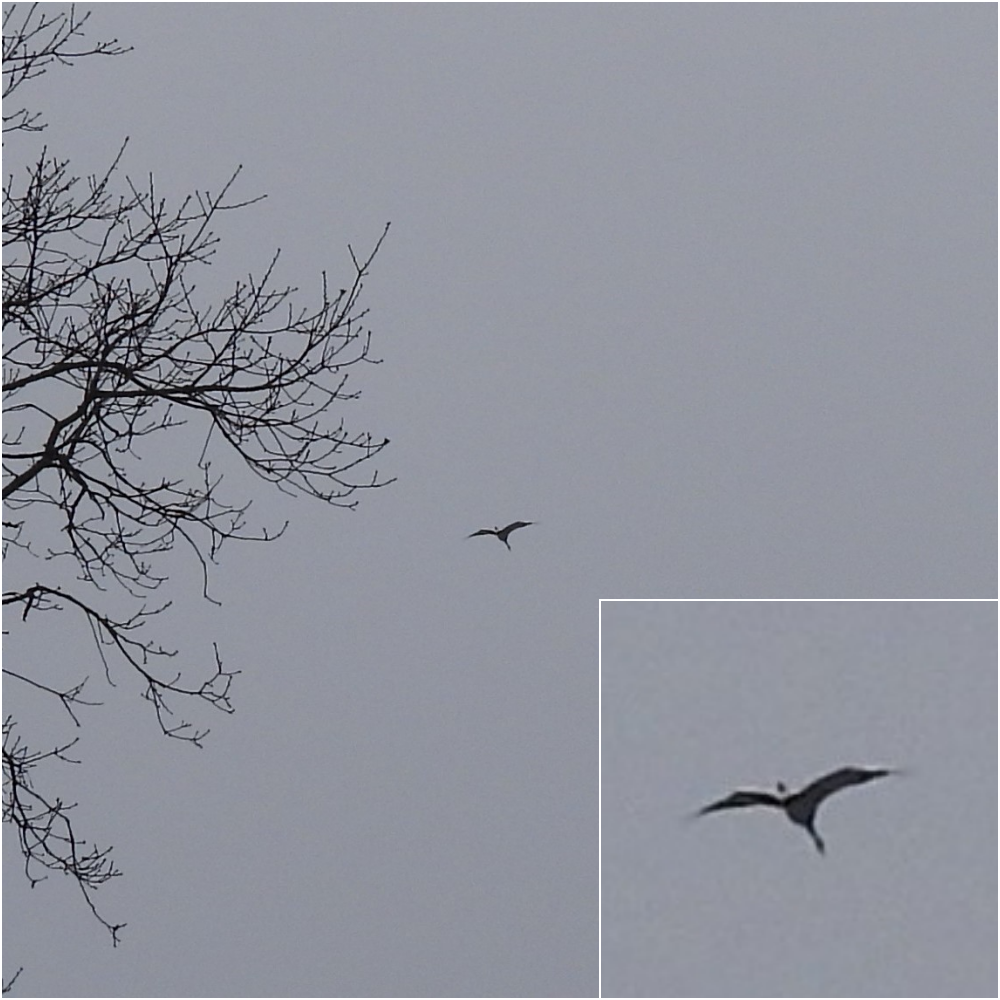 Mass Audubon eBird Checklist - 23 Jan 2024 - Mount Hope Cemetery ...