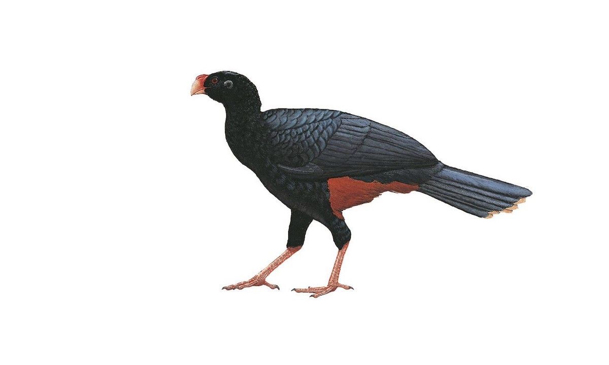 Alagoas Curassow - Mitu mitu - Birds of the World