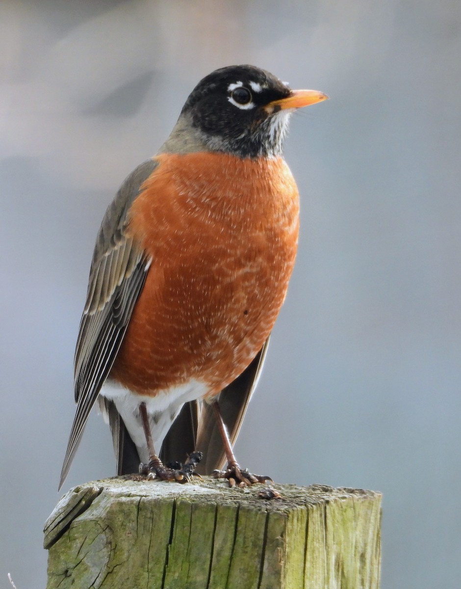 eBird Checklist - 23 Jan 2024 - Greenbelt Community Garden - Henry's ...