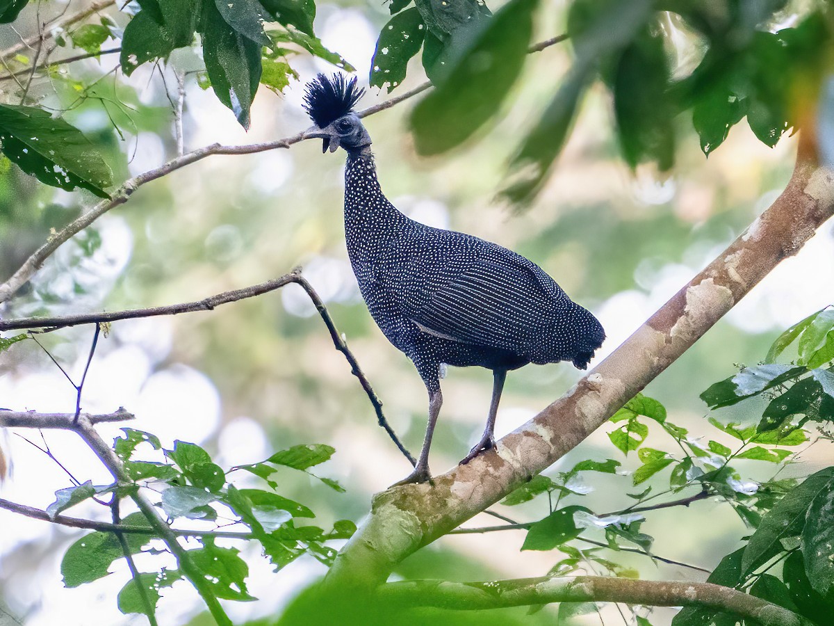 Plumed Guineafowl - Guttera plumifera - Birds of the World
