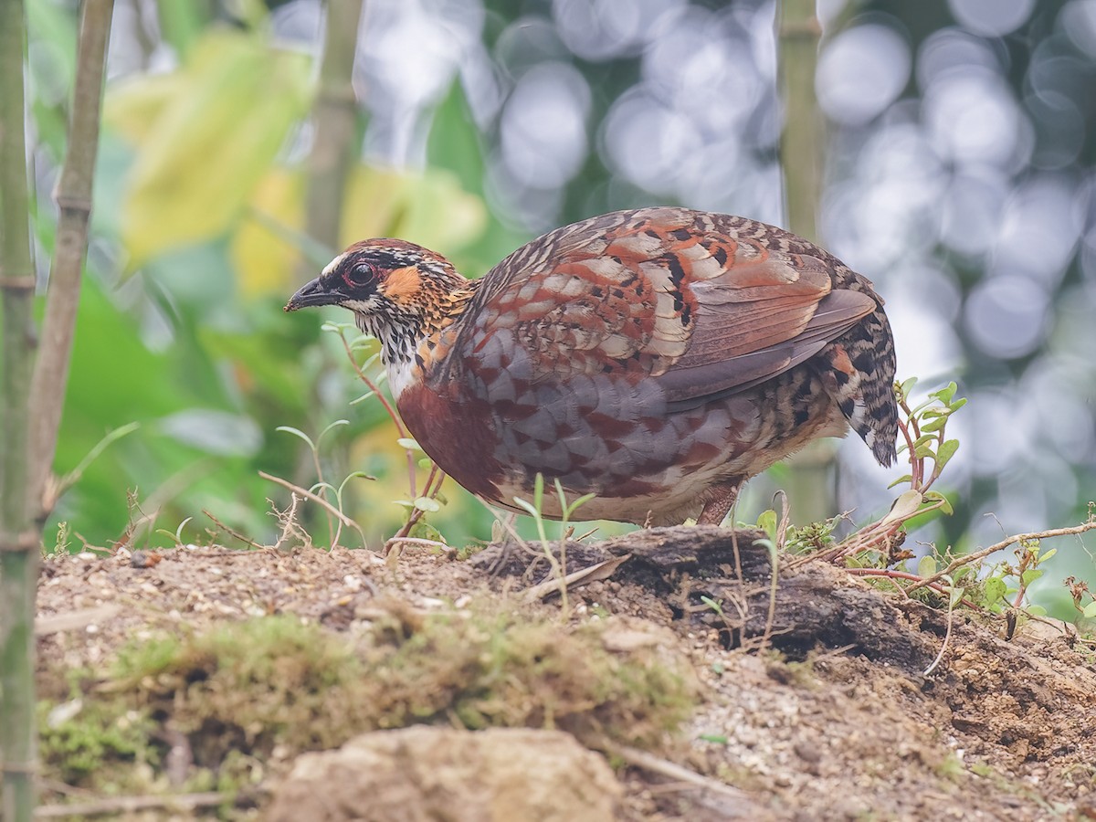 Sichuan Partridge - Arborophila rufipectus - Birds of the World