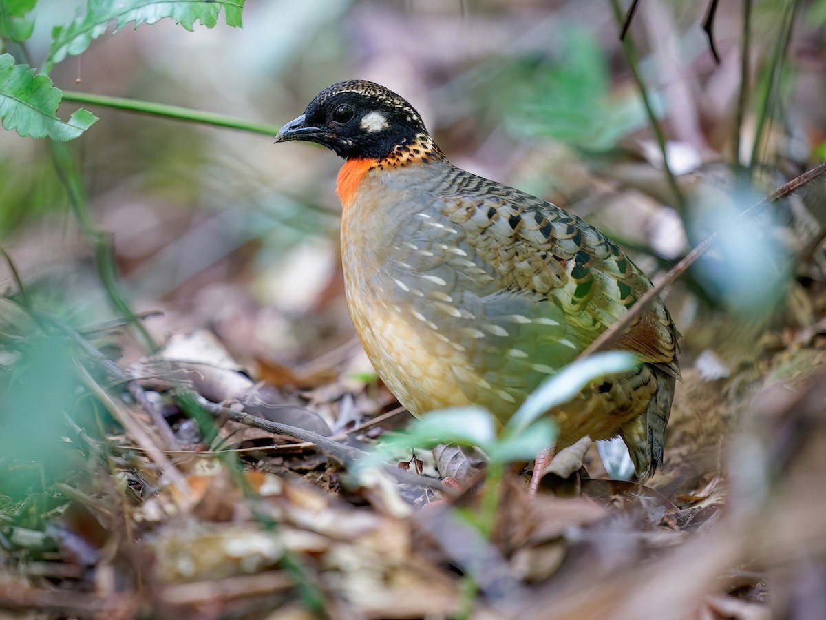 Hainan Partridge - Arborophila ardens - Birds of the World