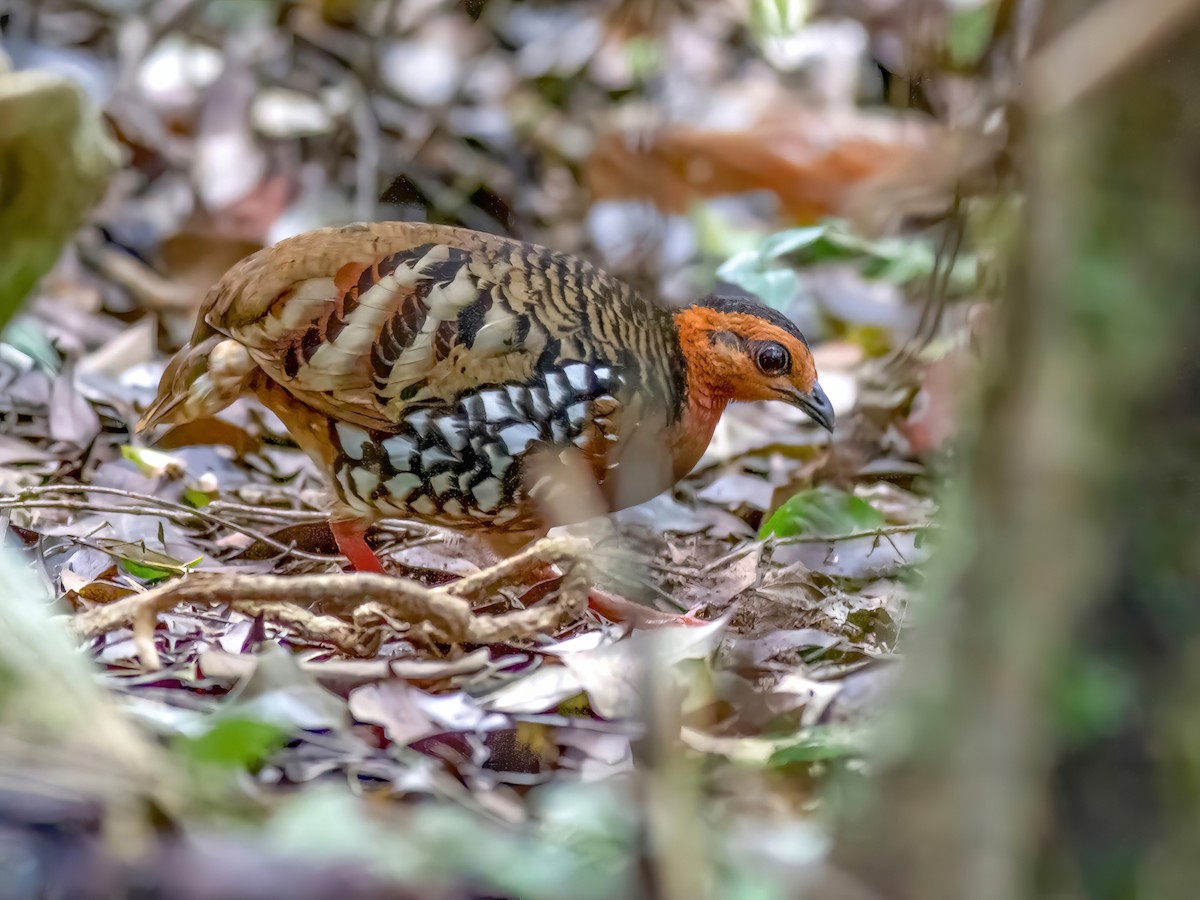 Chestnut-headed Partridge - Arborophila cambodiana - Birds of the World