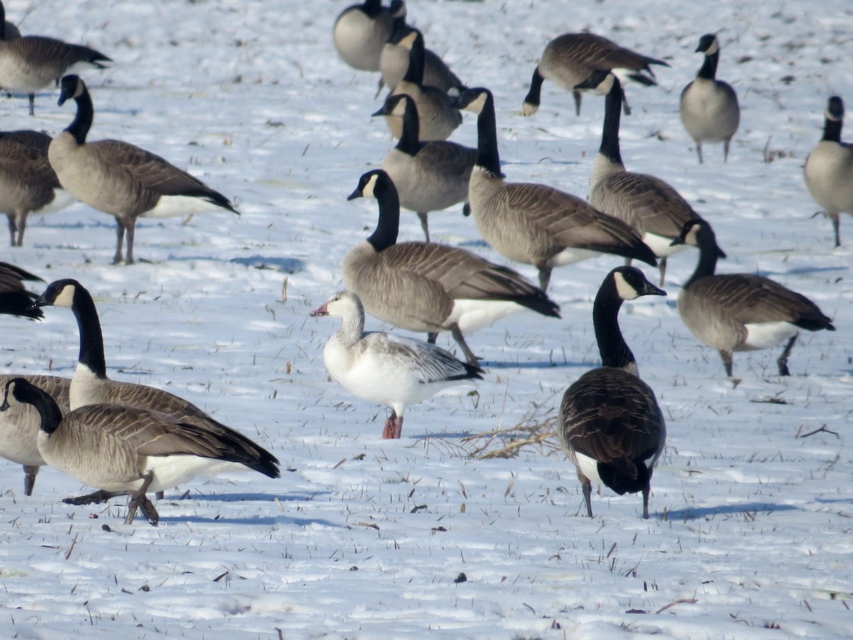 eBird Checklist - 23 Jan 2024 - 17019–17103 W Highway 124, Prescott US ...