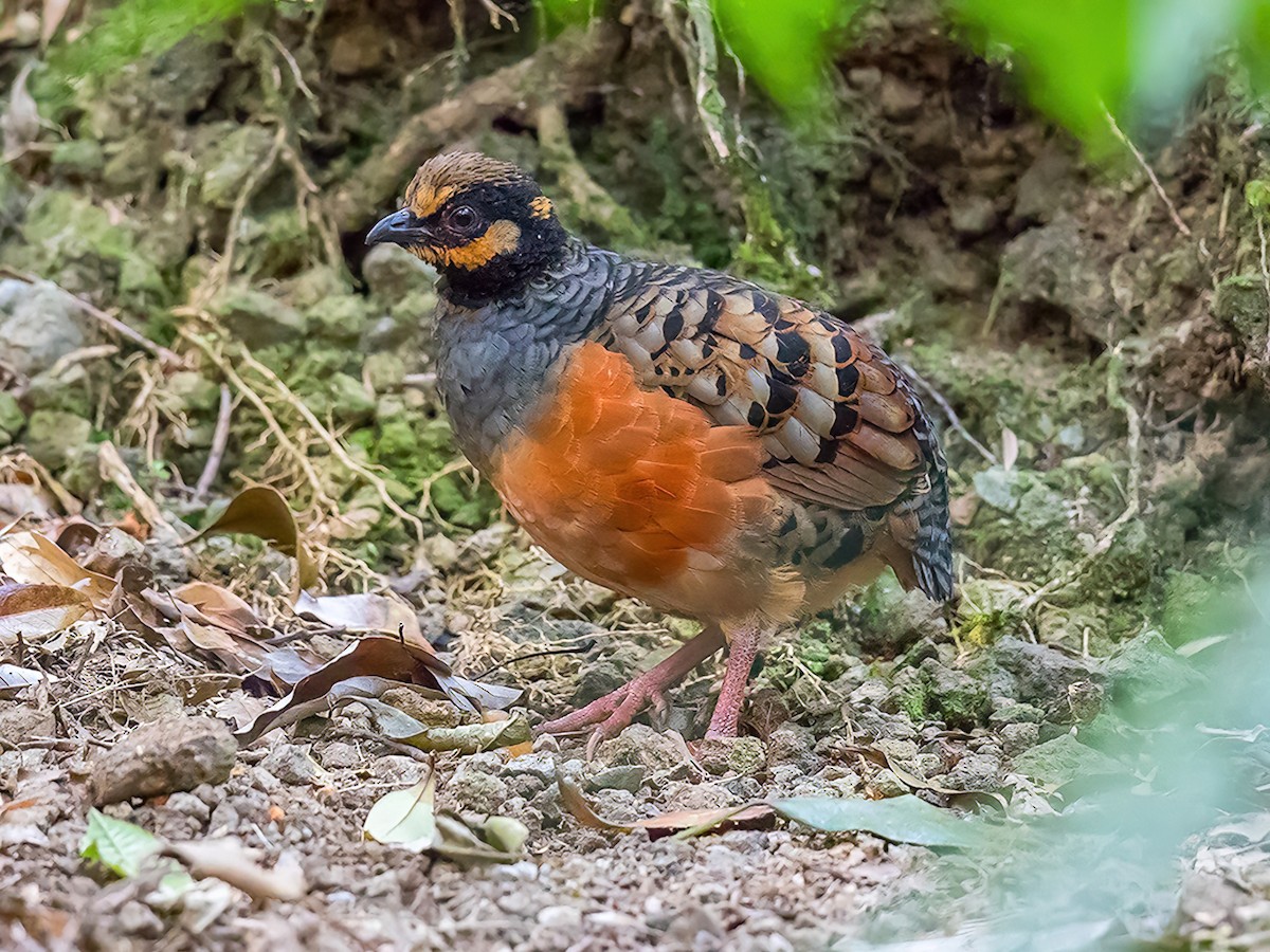 Chestnut-bellied Partridge - Arborophila javanica - Birds of the World