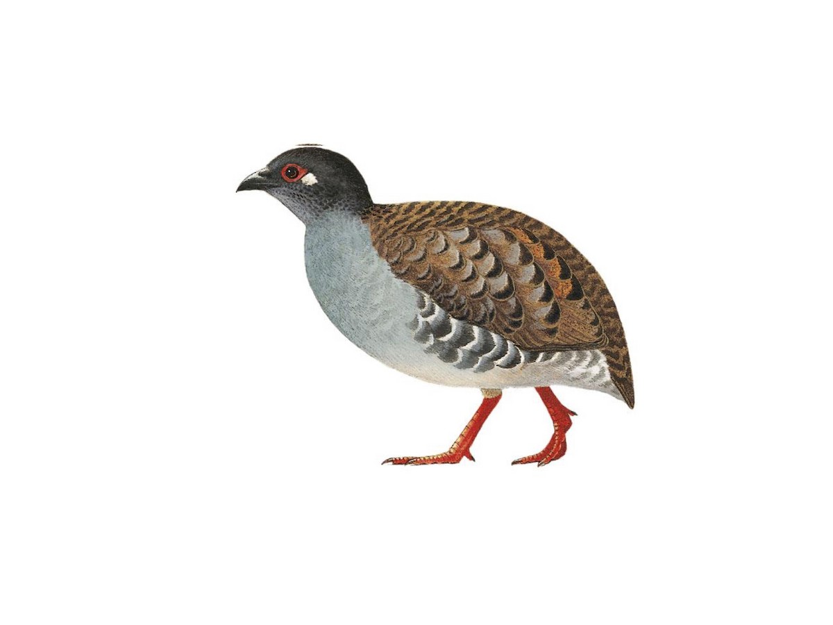 Sumatran Partridge - Arborophila sumatrana - Birds of the World