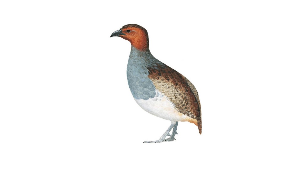 Dulit Partridge - Rhizothera dulitensis - Birds of the World