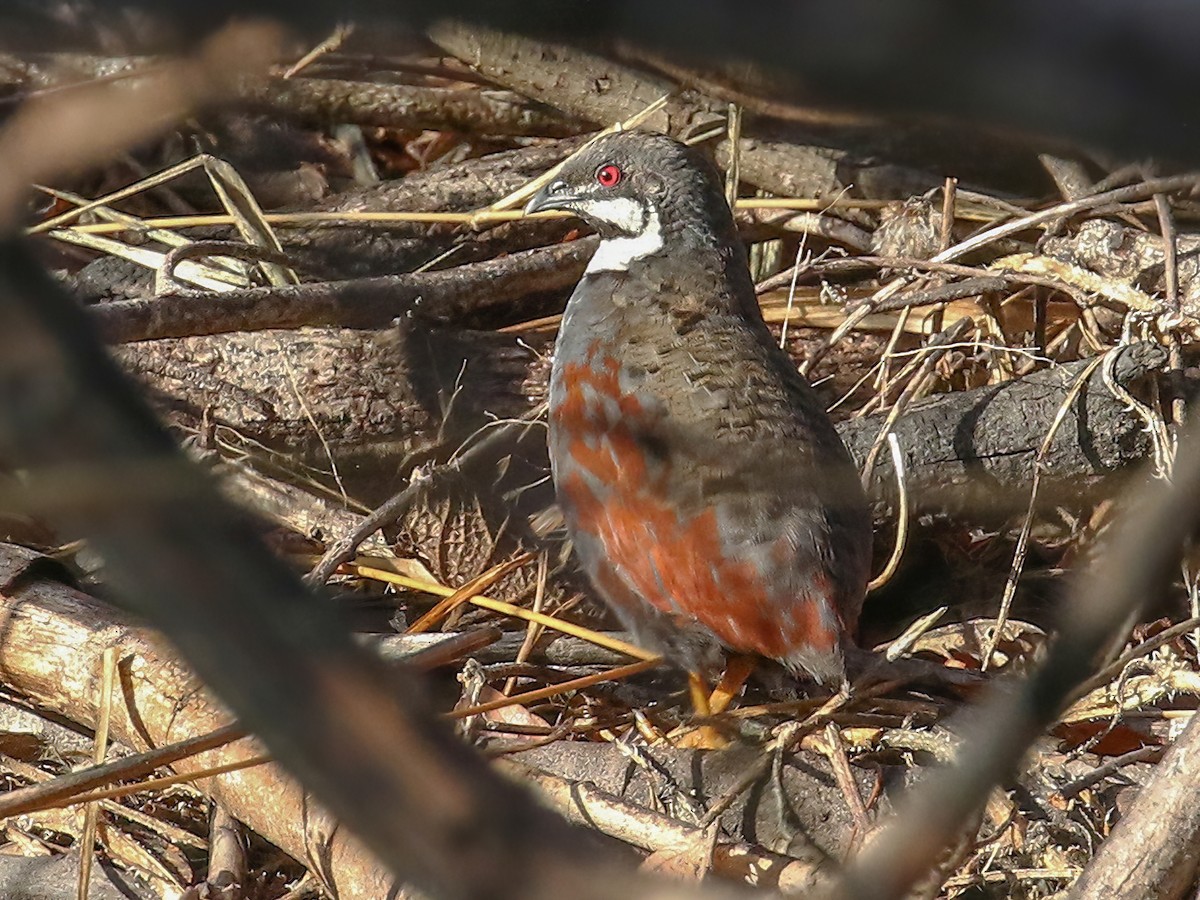 Blue Quail - Synoicus adansonii - Birds of the World