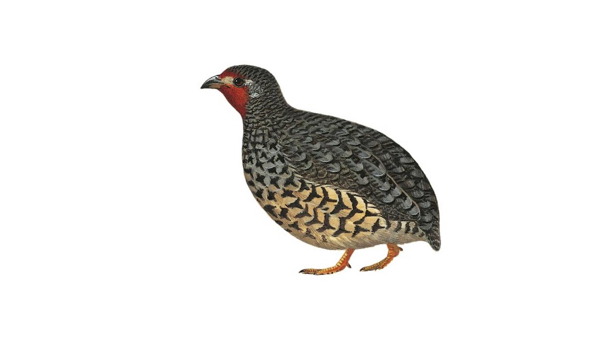Manipur Bush-Quail - Perdicula manipurensis - Birds of the World