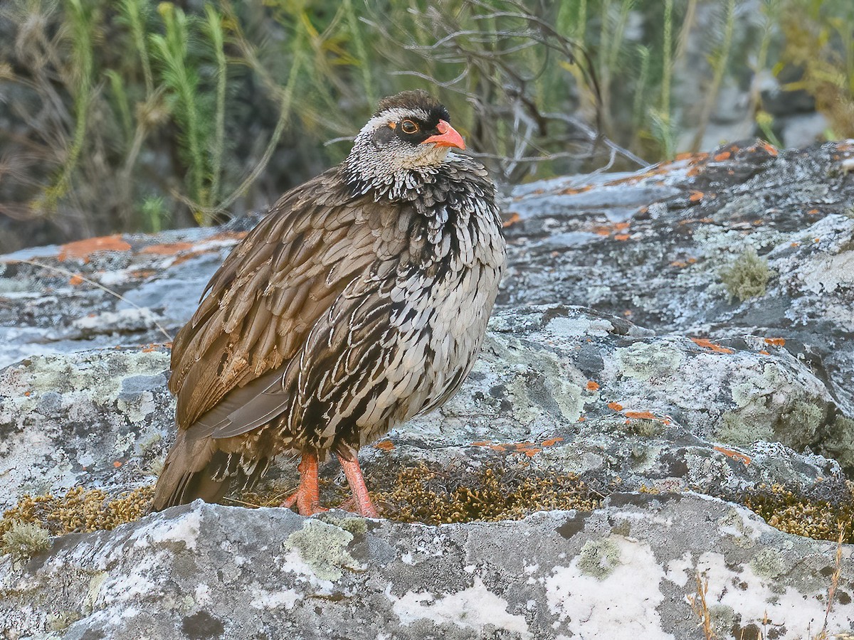 Swierstra's Spurfowl - Pternistis swierstrai - Birds of the World