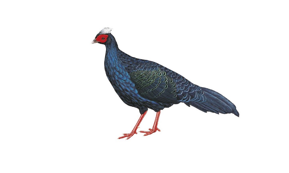 Edwards's Pheasant - Lophura edwardsi - Birds of the World