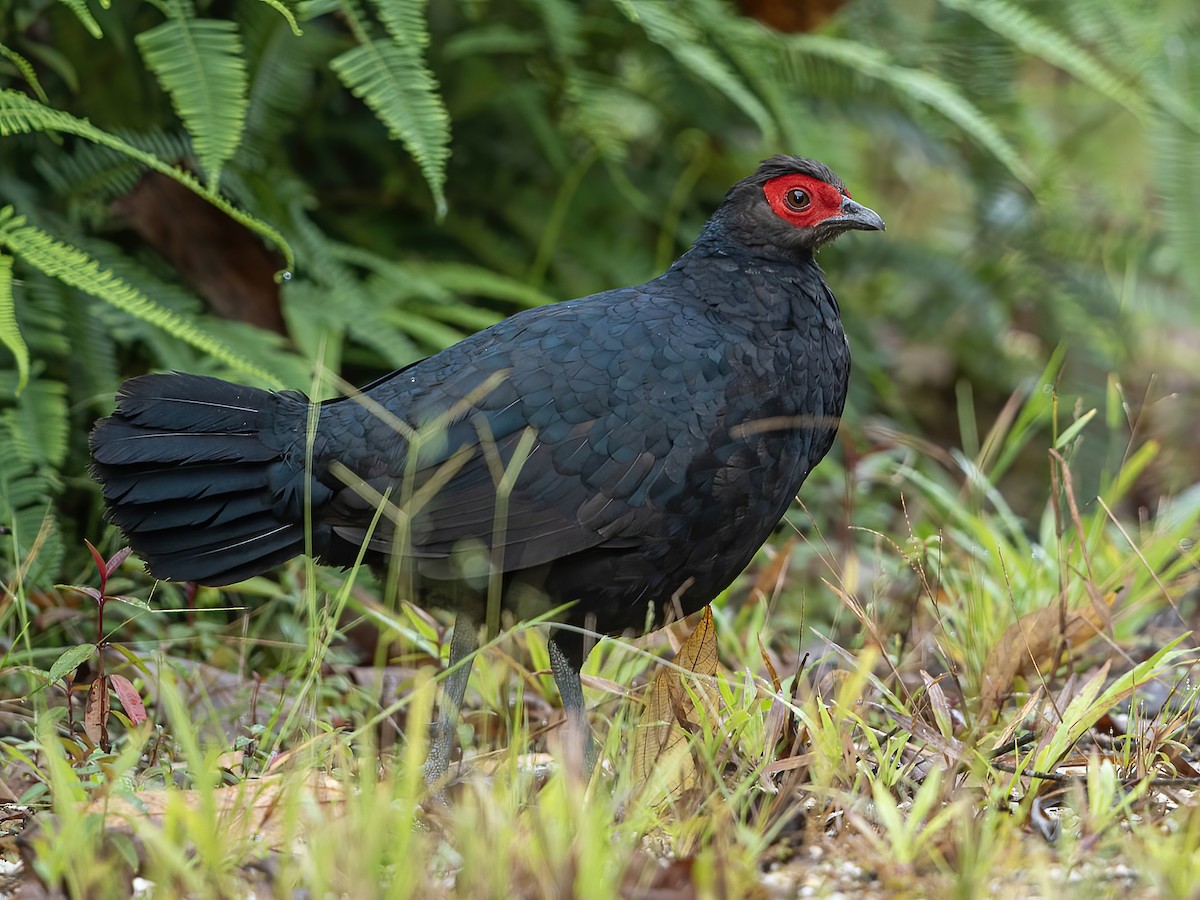 Malayan Crestless Fireback - Lophura erythrophthalma - Birds of the World