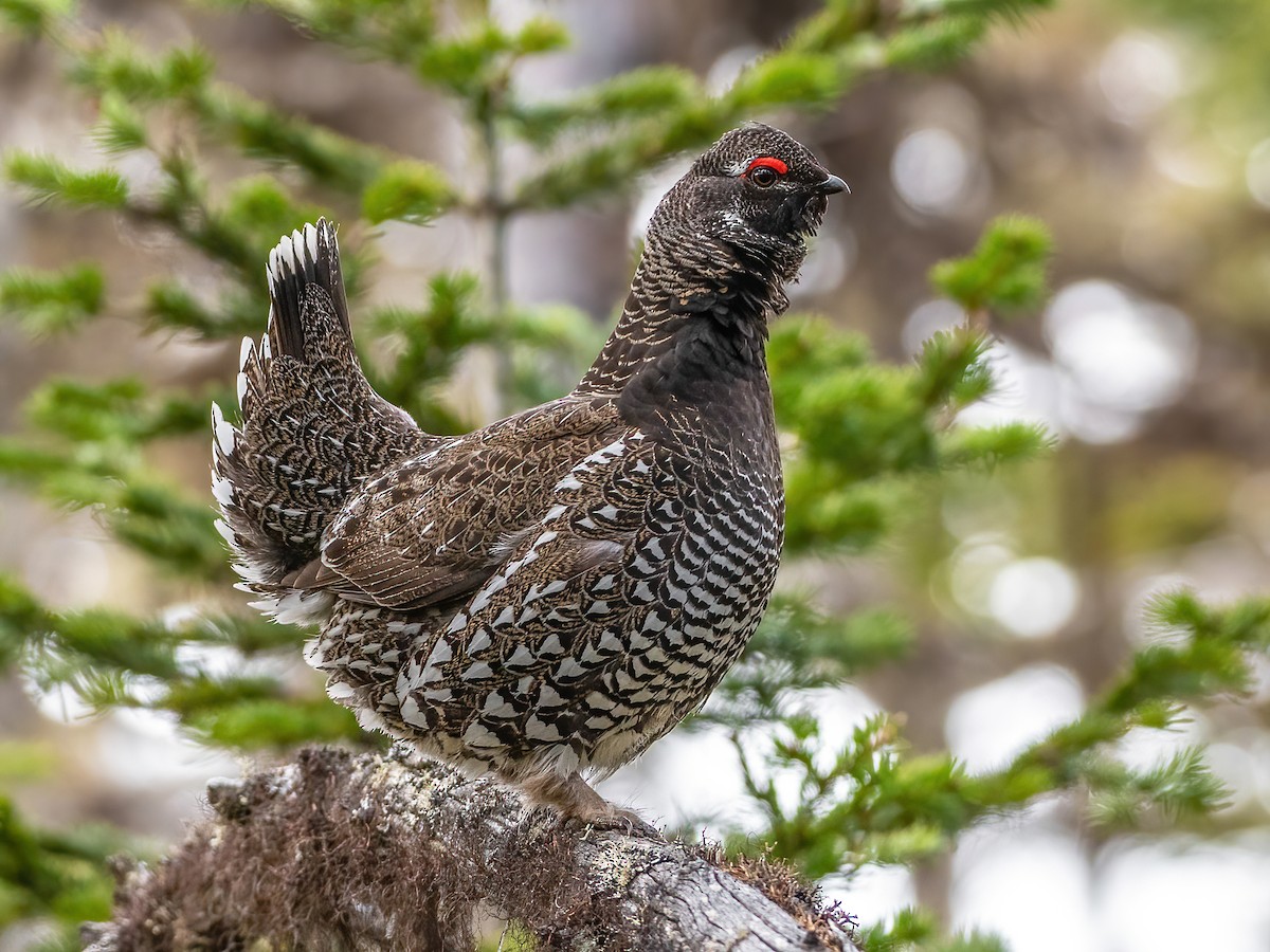 Siberian Grouse - Falcipennis falcipennis - Birds of the World